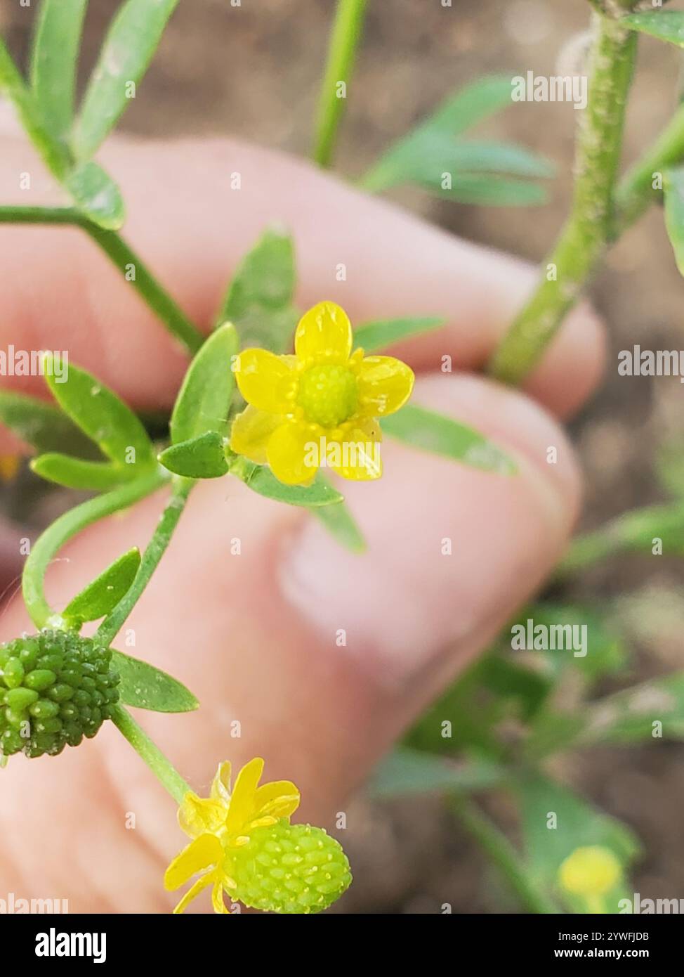 Prairie Buttercup (Ranunculus rhomboideus Stock Photo - Alamy