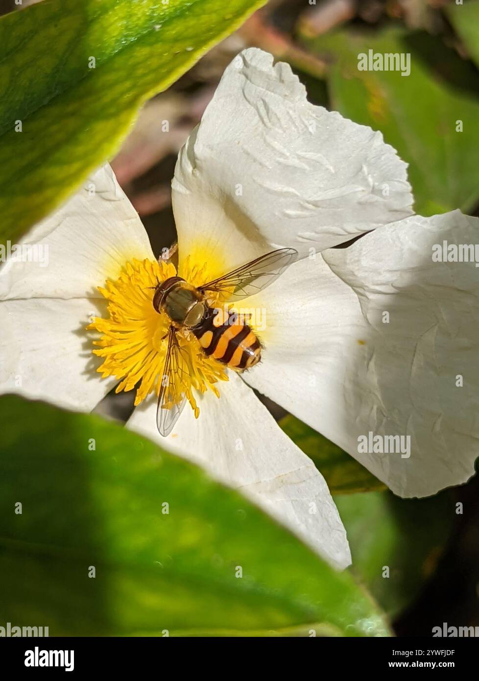 Common Flower Flies (Syrphus Stock Photo - Alamy