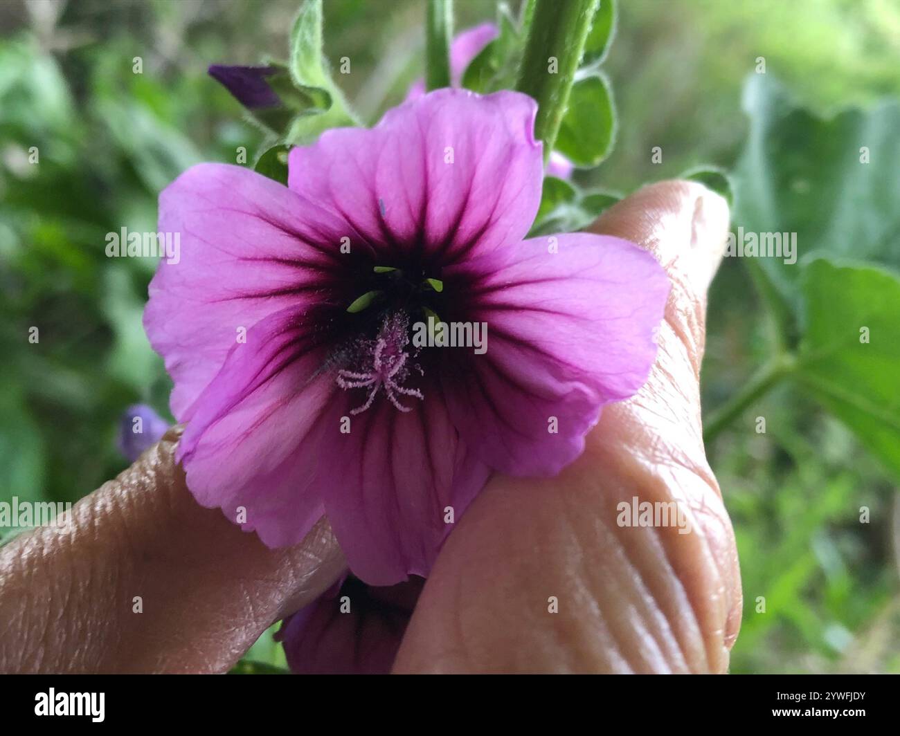 Tree Mallow (Malva arborea Stock Photo - Alamy