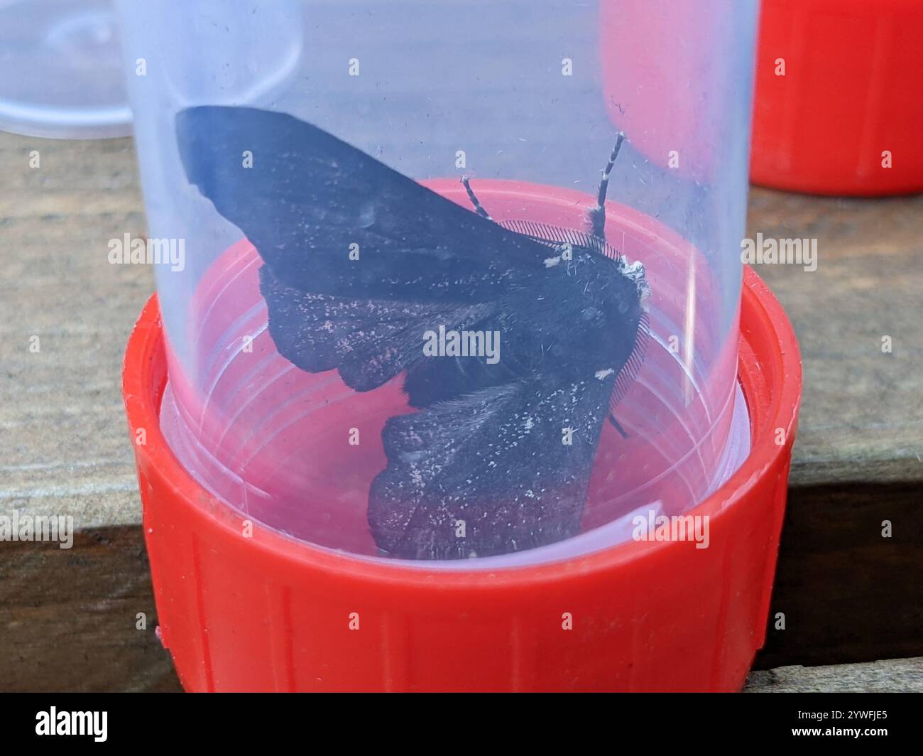Peppered Moth (Biston betularia Stock Photo - Alamy