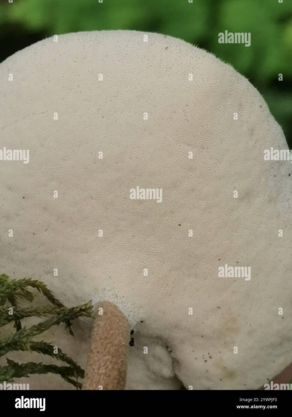 Lentinus substrictus hi-res stock photography and images - Alamy