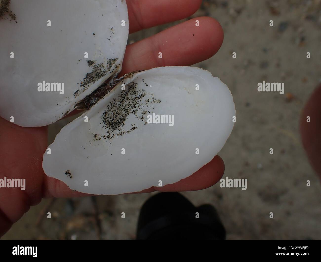 Bent-nosed Clam (Macoma nasuta Stock Photo - Alamy