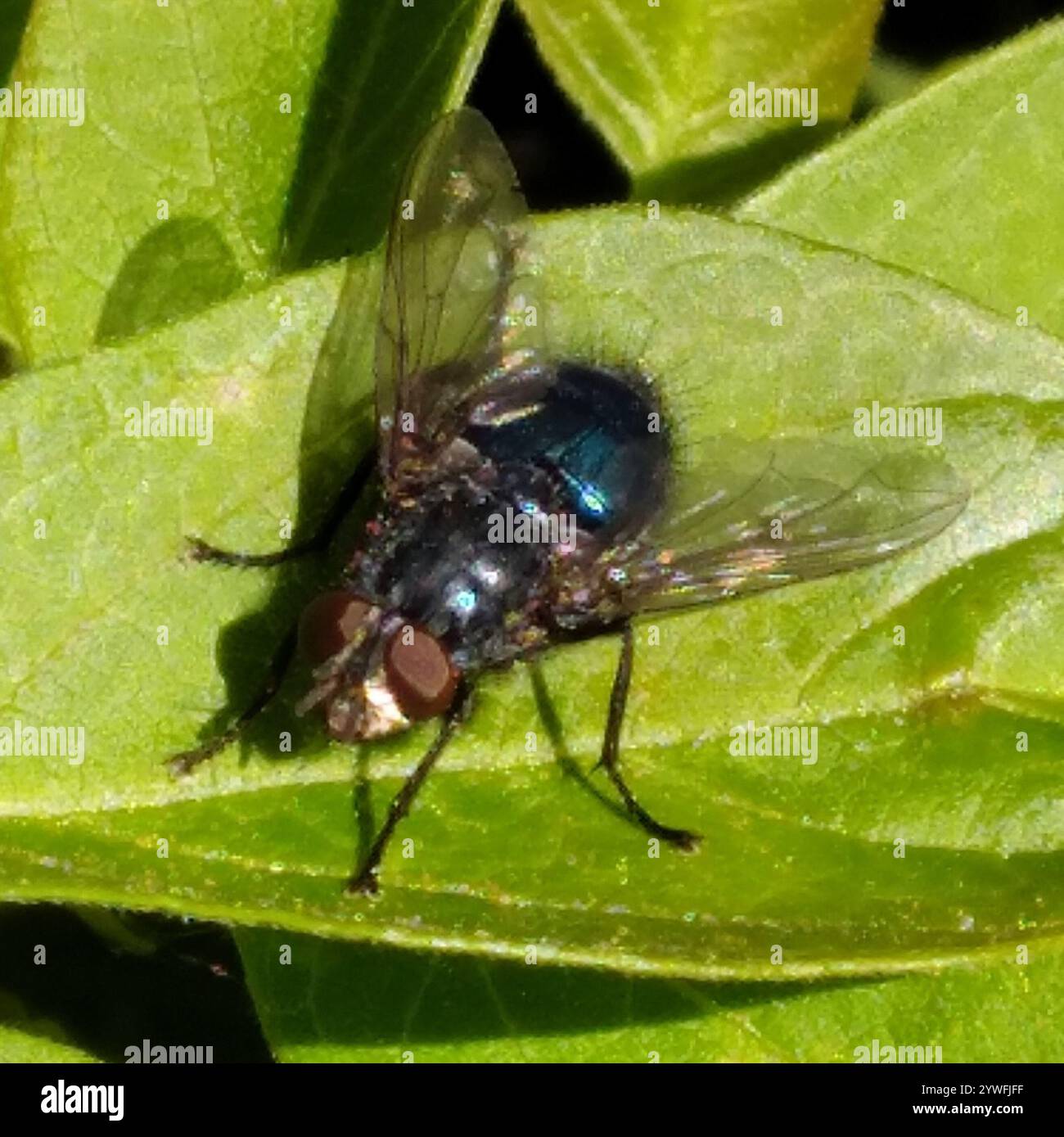 Shiny Blue Bottle Fly (Cynomya cadaverina Stock Photo - Alamy