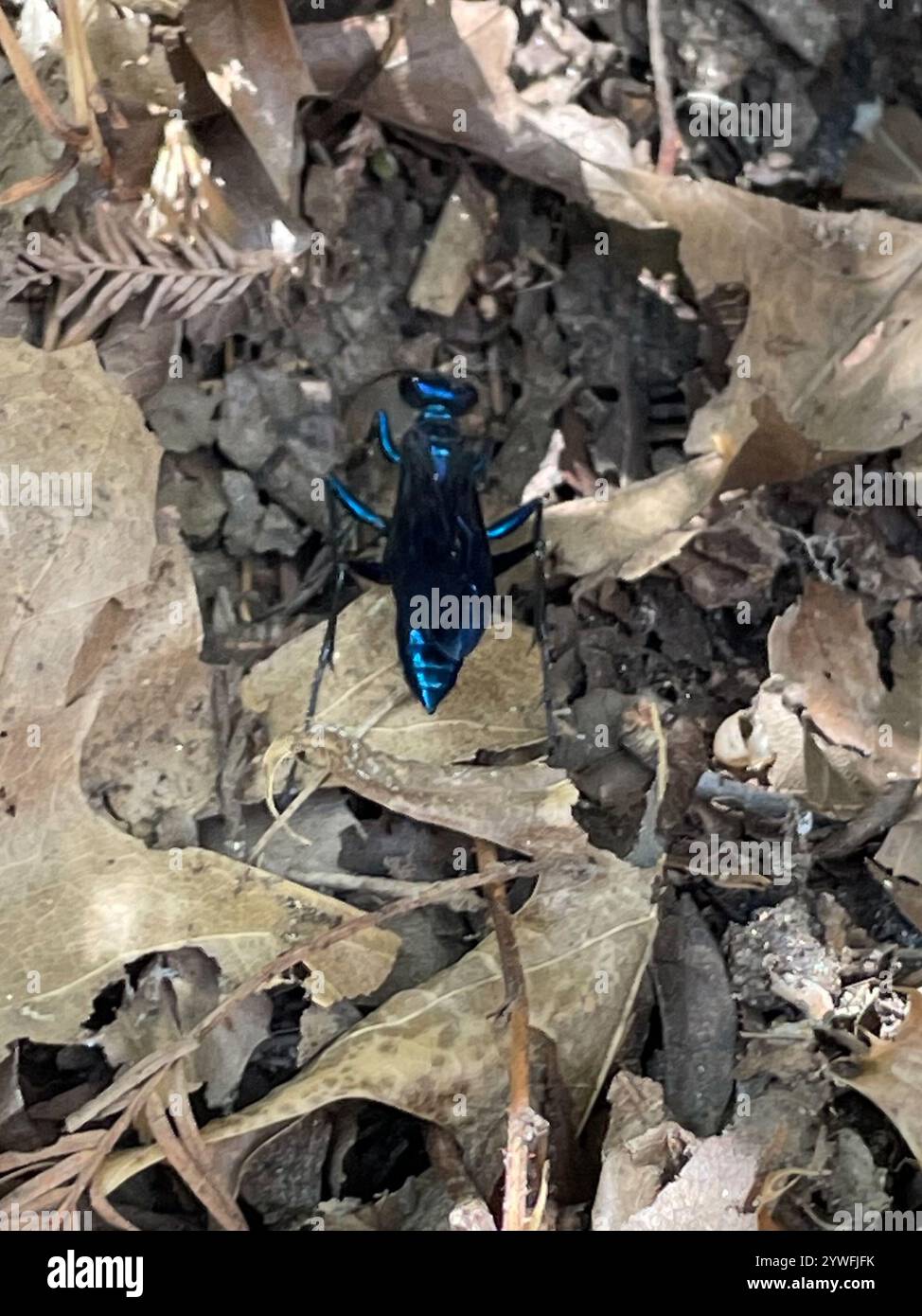 Steel-blue Cricket-hunter Wasp (Chlorion aerarium Stock Photo - Alamy