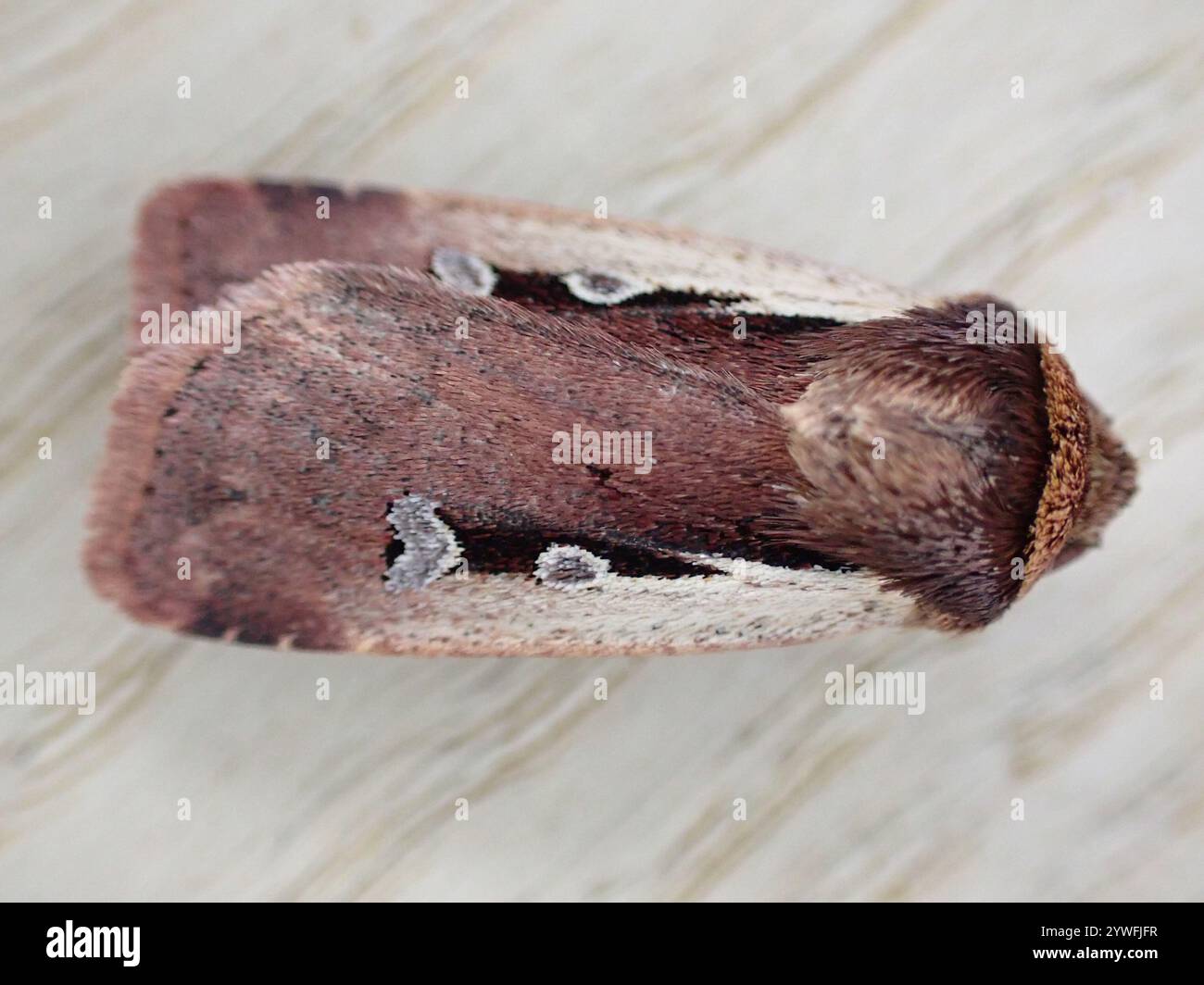 Flame Shoulder Moth (Ochropleura plecta Stock Photo - Alamy