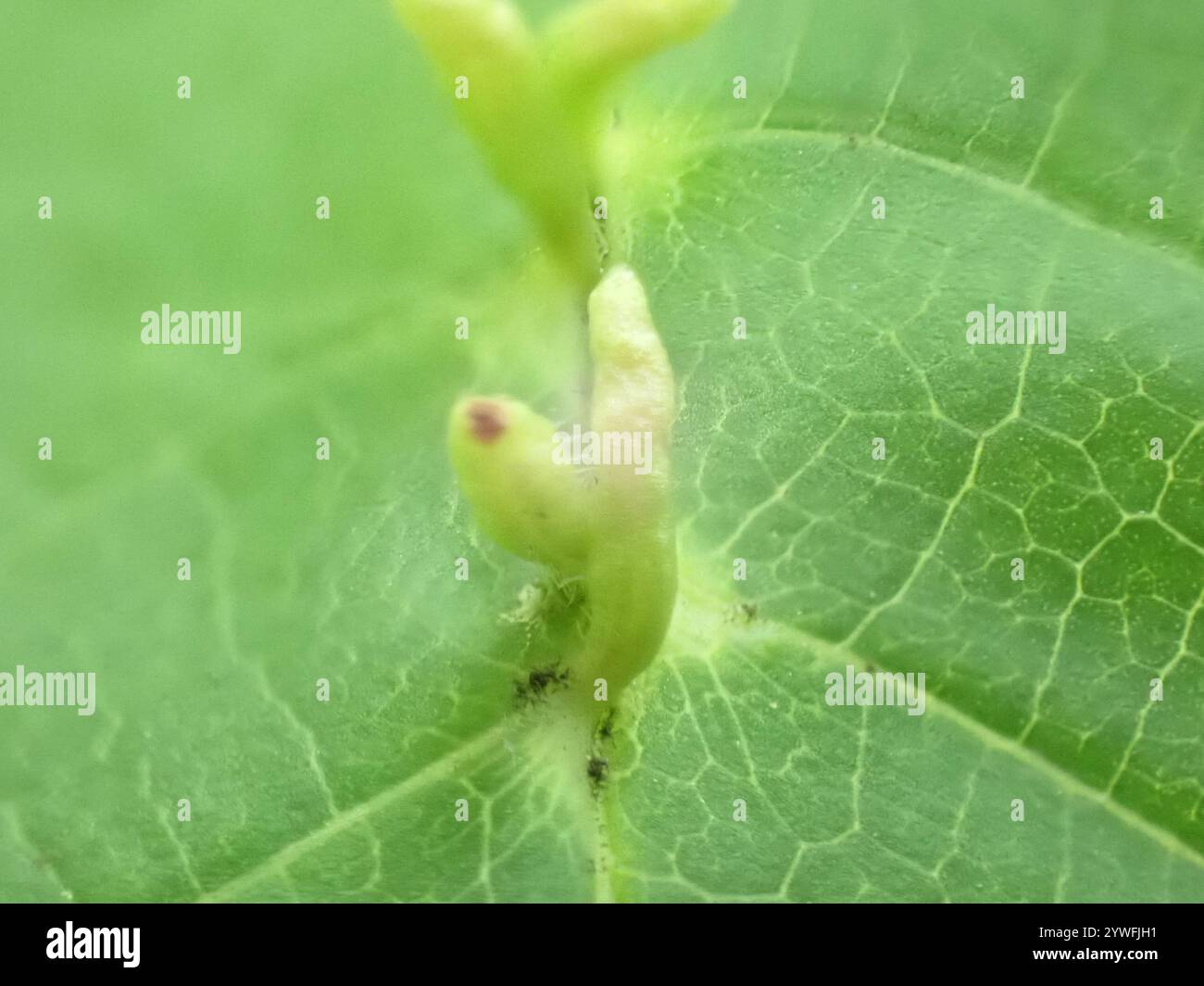 Gall and Rust Mites (Eriophyidae Stock Photo - Alamy