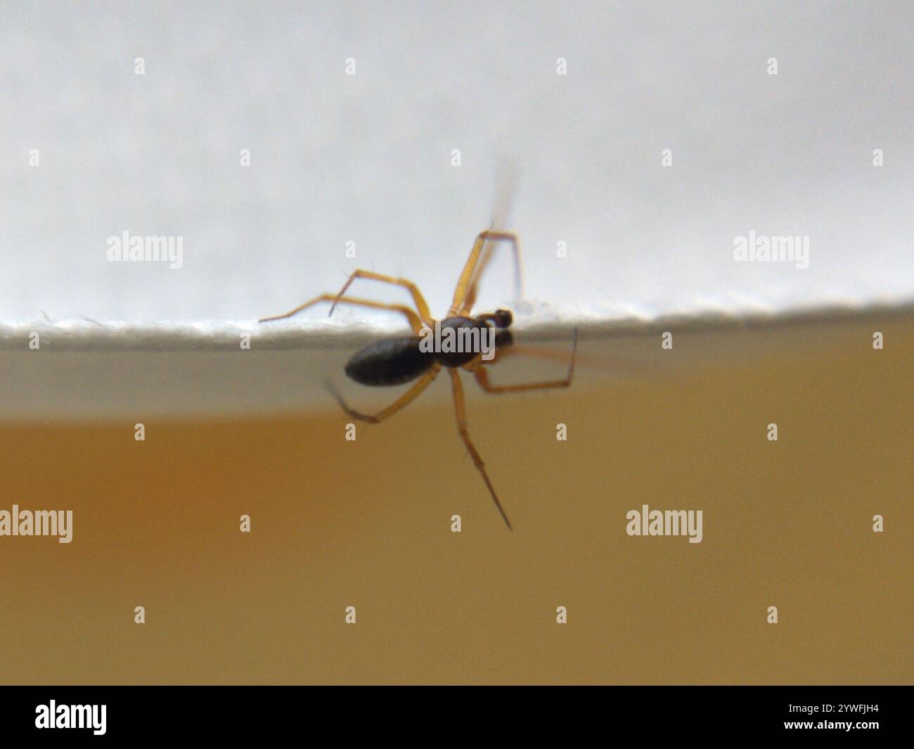 Sheetweb and Dwarf Weavers (Linyphiidae Stock Photo - Alamy