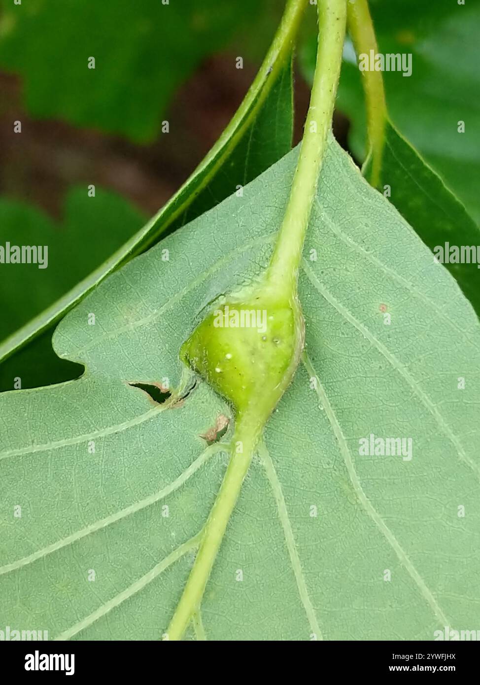 Oak Petiole Gall Wasp (Andricus quercuspetiolicola Stock Photo - Alamy
