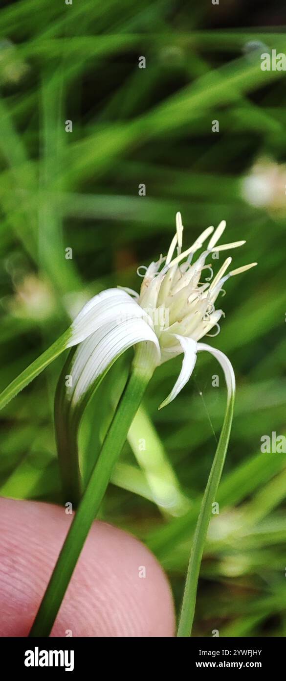 whitetop sedge (Rhynchospora colorata Stock Photo - Alamy