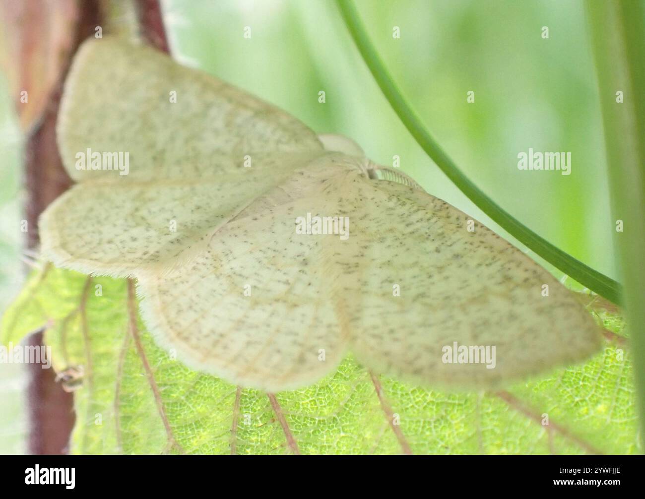 Northern Wave Moth (Cabera exanthemata Stock Photo - Alamy