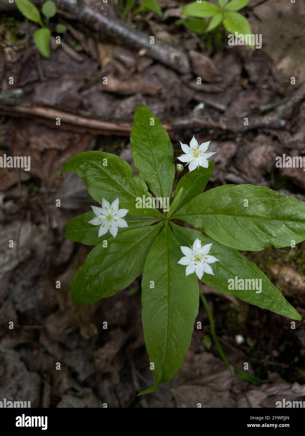 northern starflower (Lysimachia borealis Stock Photo - Alamy