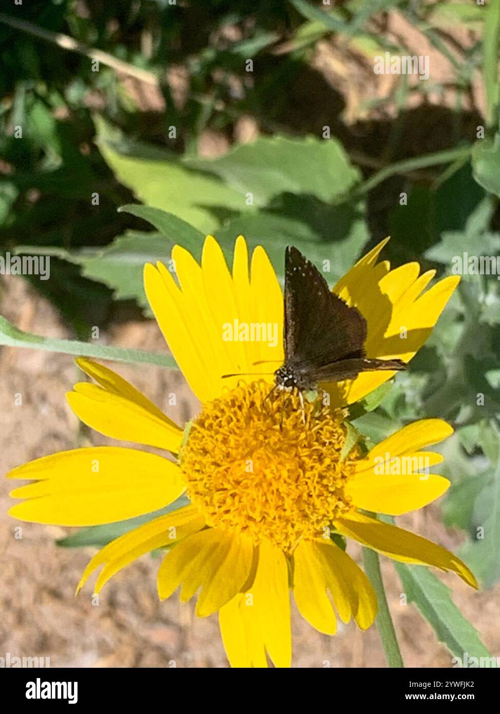 Common Sootywing (Pholisora catullus Stock Photo - Alamy