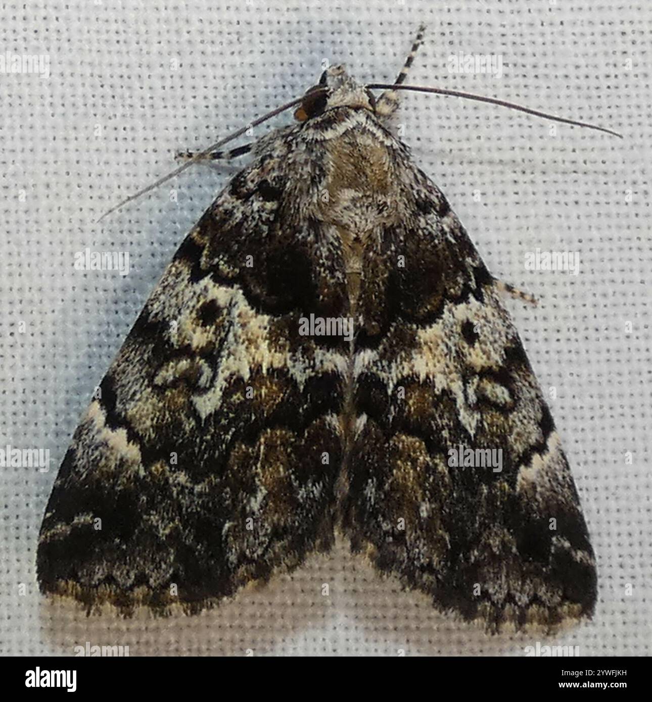 False Underwing (Allotria elonympha Stock Photo - Alamy