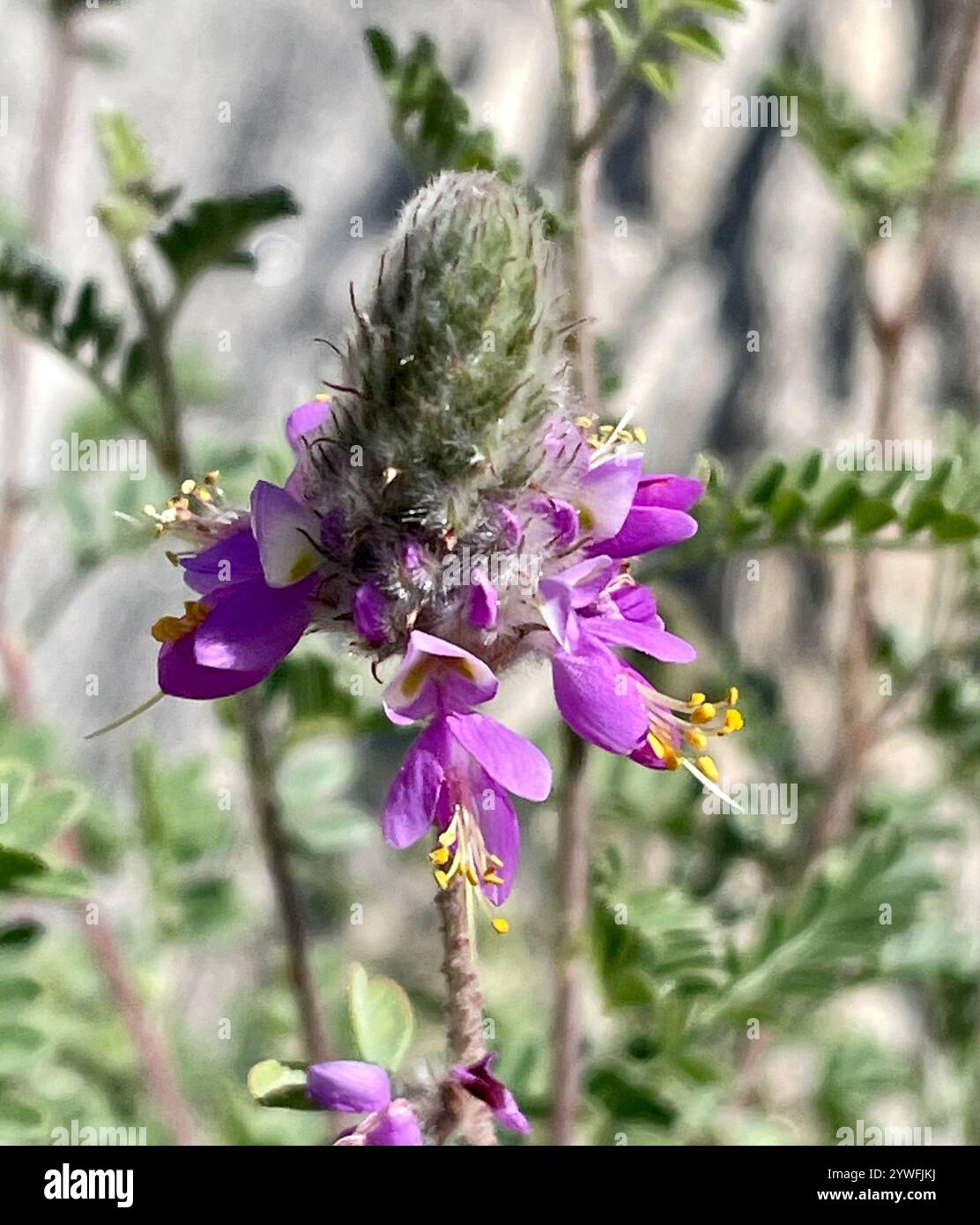 Dalea bicolor hi-res stock photography and images - Alamy