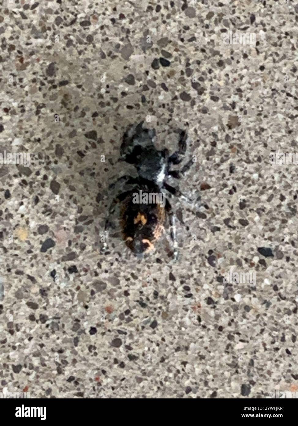 Bold Jumping Spider (Phidippus audax Stock Photo - Alamy