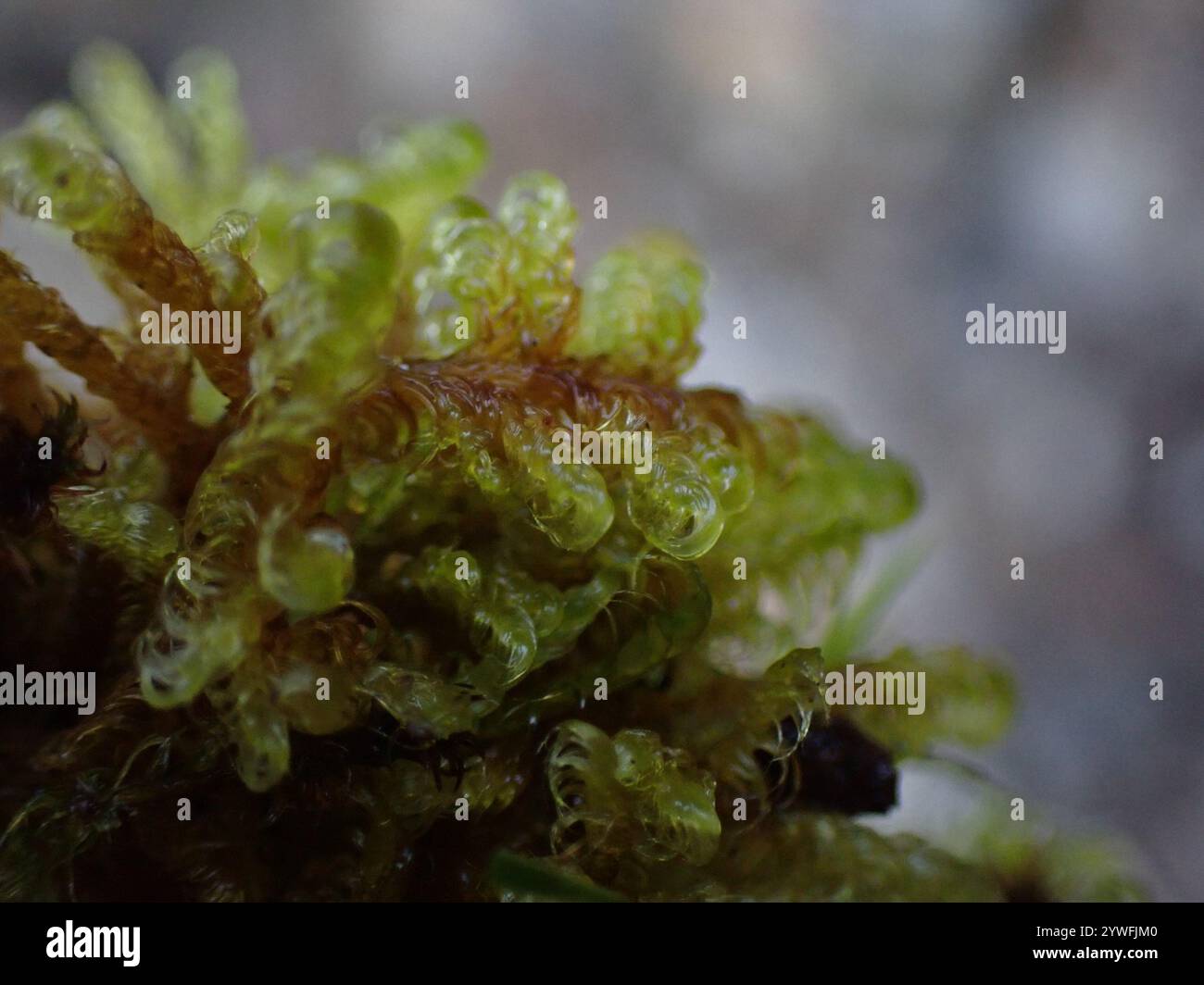 Sickle-leaved Hook-moss (Sanionia uncinata Stock Photo - Alamy