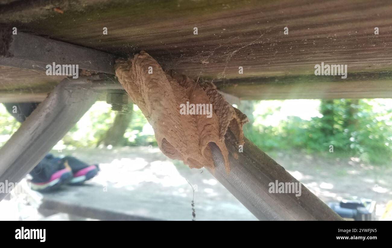 Trypoxylon politum wasp hi-res stock photography and images - Alamy