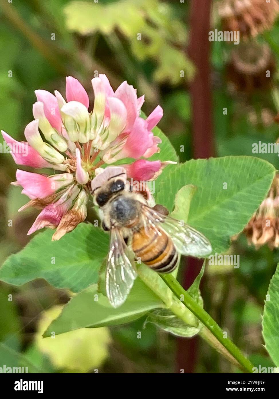 Western Honey Bee (Apis mellifera Stock Photo - Alamy
