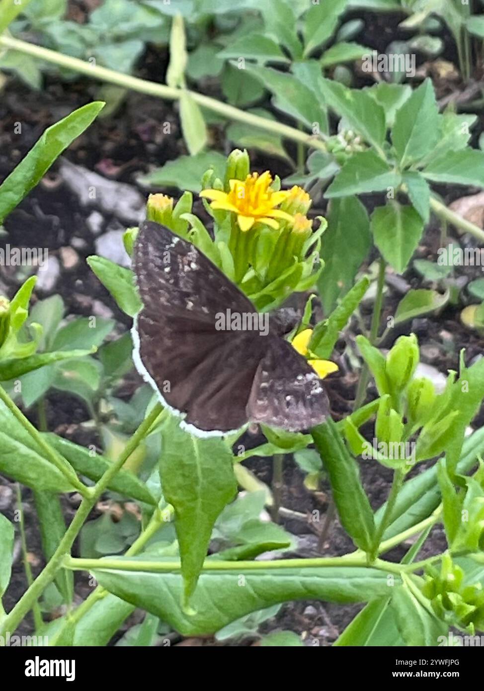 Funereal Duskywing (Erynnis funeralis Stock Photo - Alamy