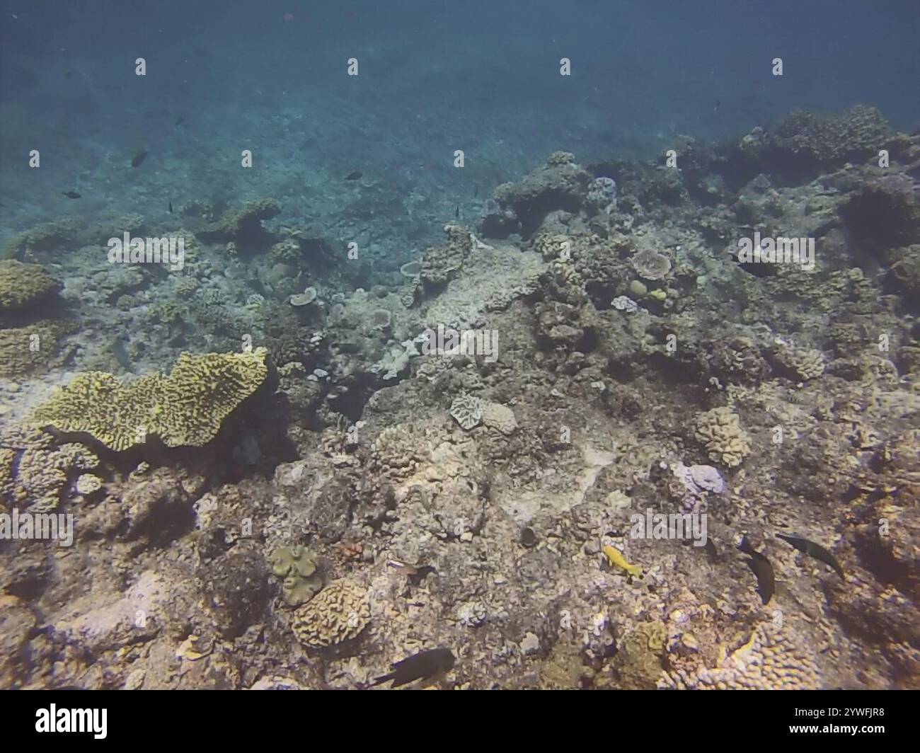 Ray-finned Fishes (Actinopterygii Stock Photo - Alamy