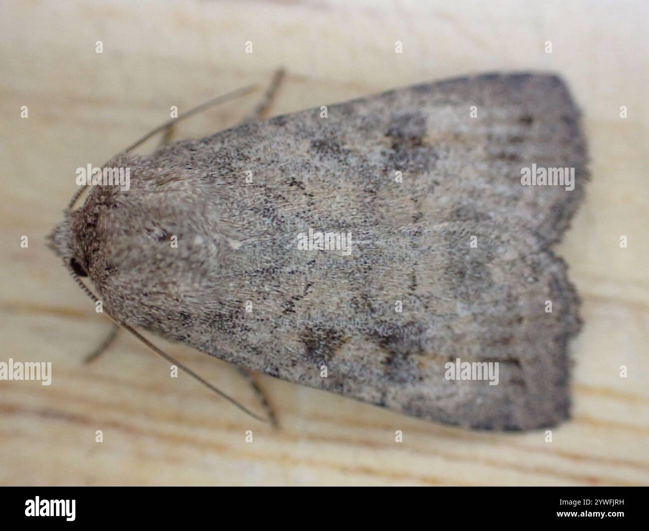 Mottled Rustic (Caradrina morpheus Stock Photo - Alamy