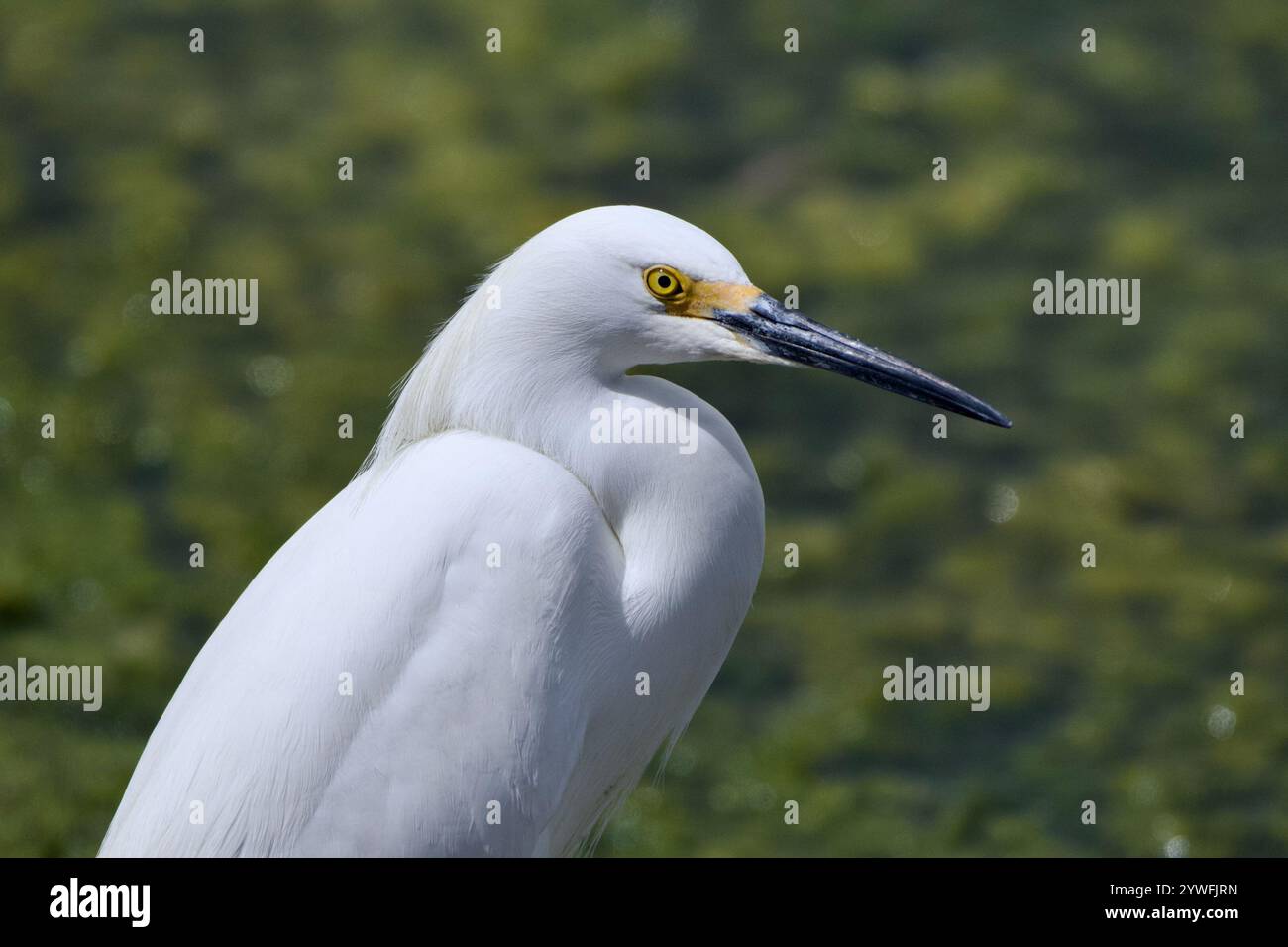 Snowy Egret (Egretta thula Stock Photo - Alamy