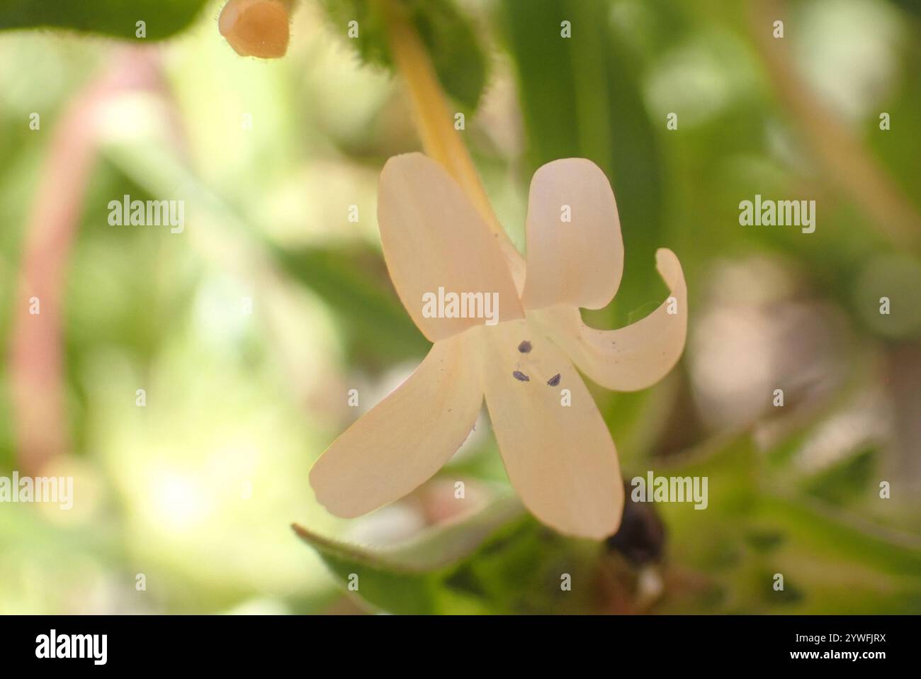grand collomia (Collomia grandiflora Stock Photo - Alamy