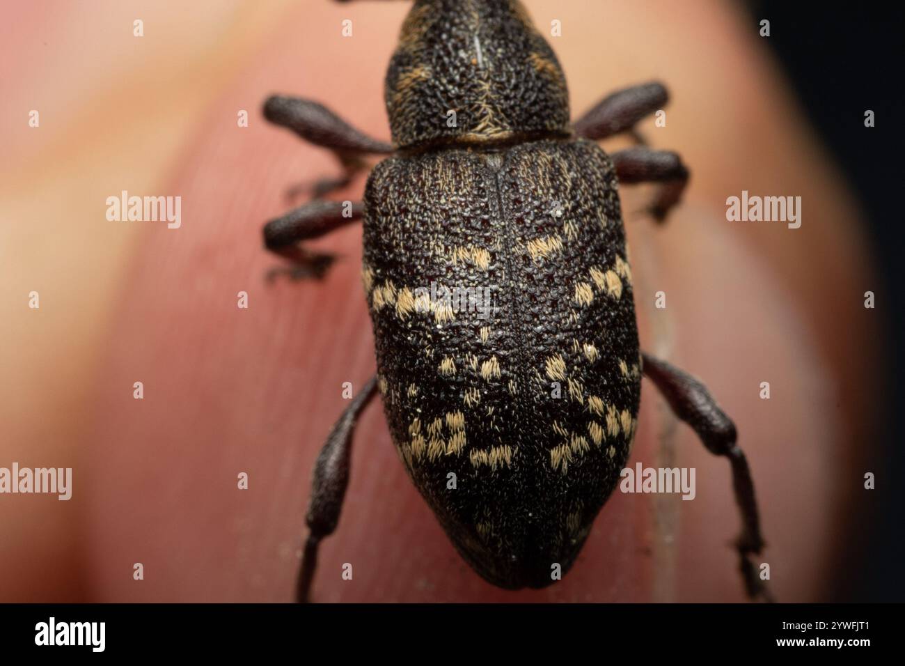 Large Pine Weevil (Hylobius abietis Stock Photo - Alamy