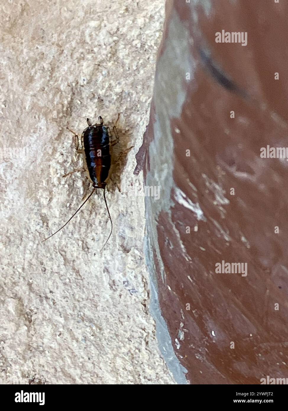 Old World Lobe-winged Cockroaches (Loboptera Stock Photo - Alamy