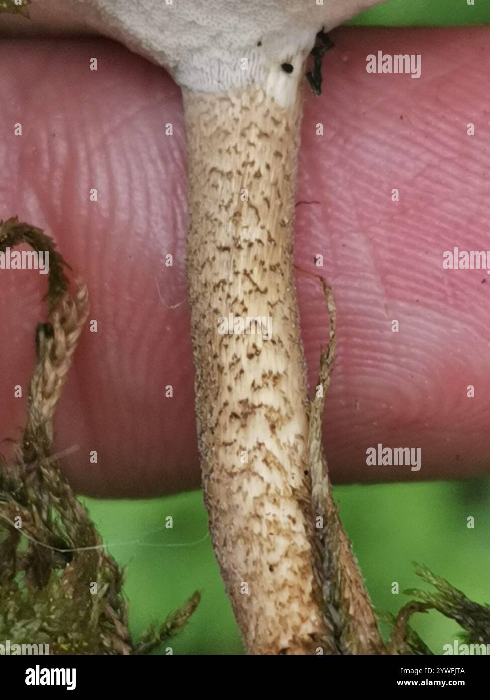 Lentinus substrictus hi-res stock photography and images - Alamy