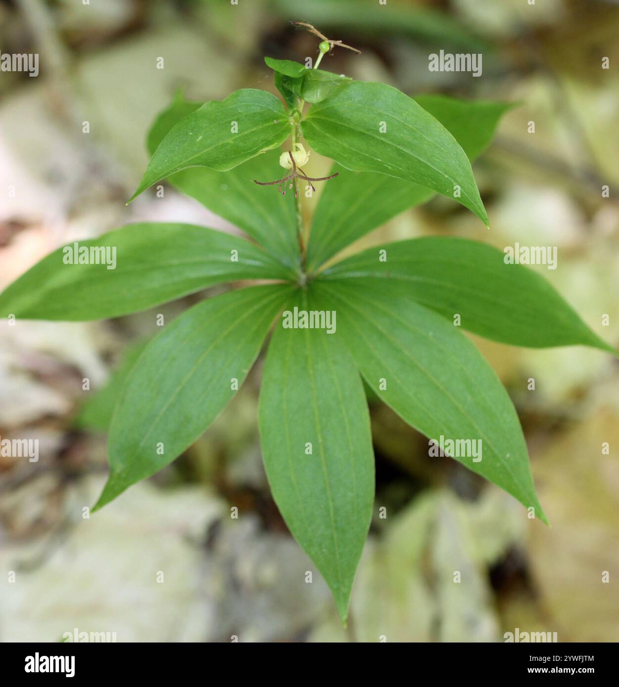 Cucumber Root (Medeola virginiana Stock Photo - Alamy
