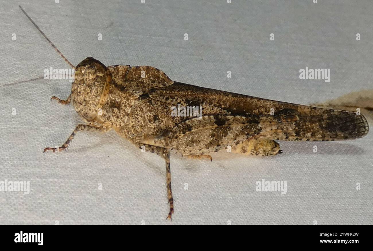 Spharagemon hi-res stock photography and images - Alamy