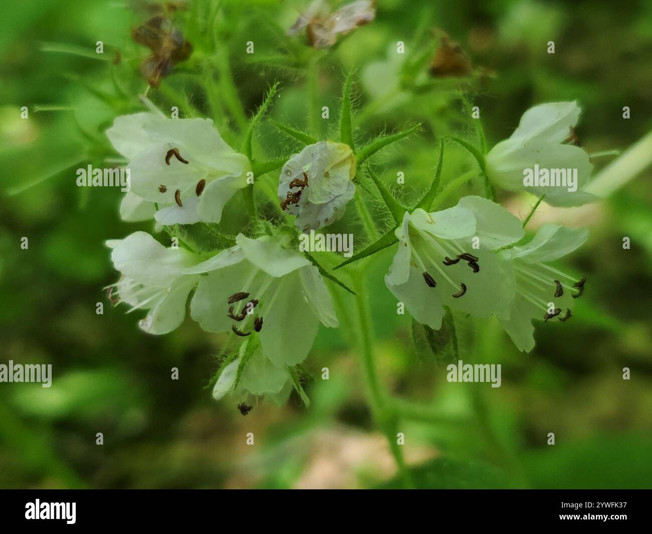 great waterleaf (Hydrophyllum appendiculatum Stock Photo - Alamy
