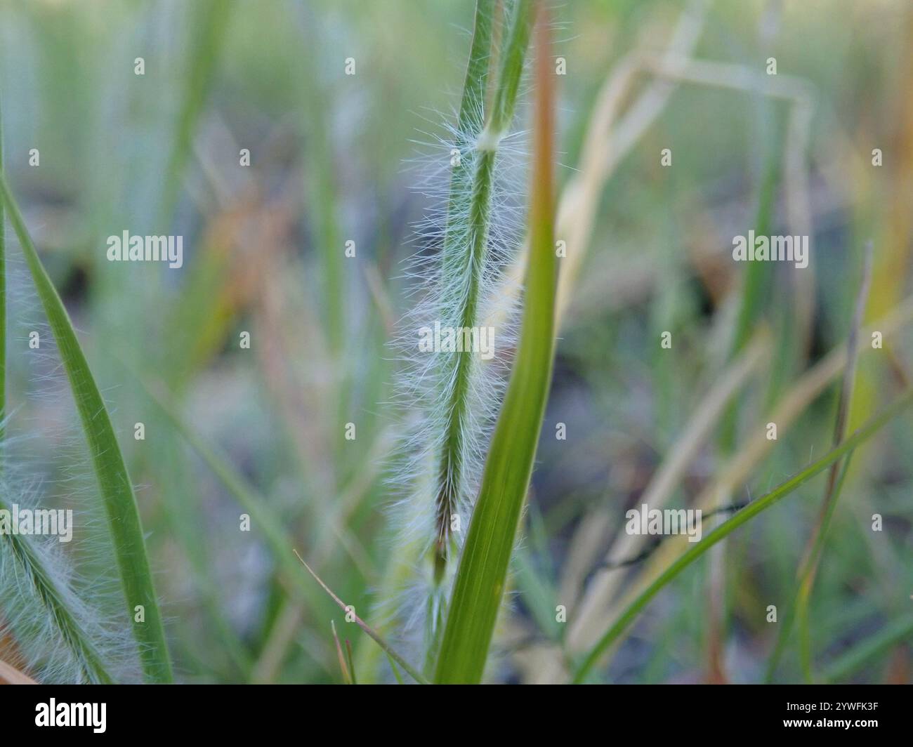 one-spike oat grass (Danthonia unispicata Stock Photo - Alamy