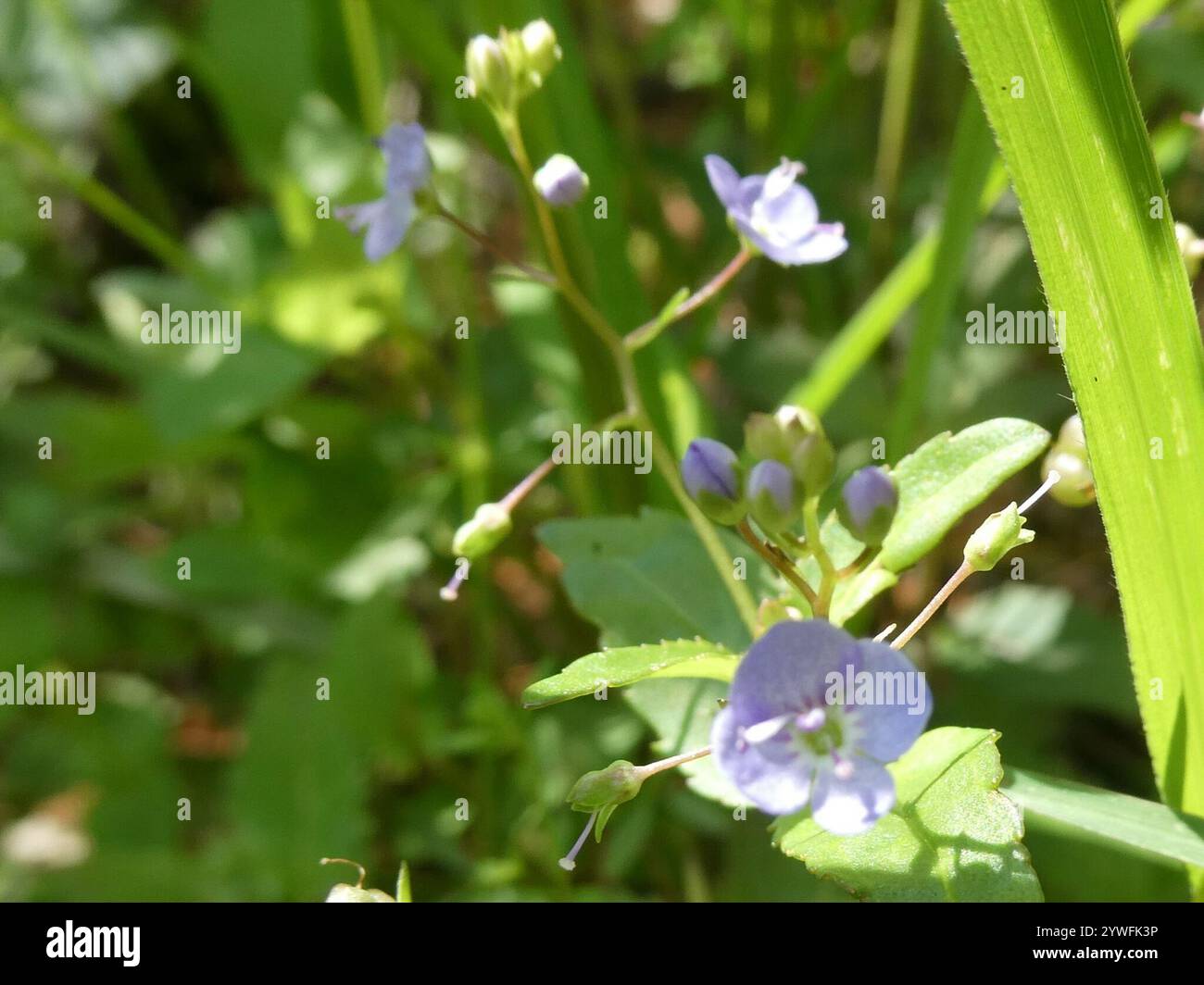 American brooklime (Veronica americana Stock Photo - Alamy