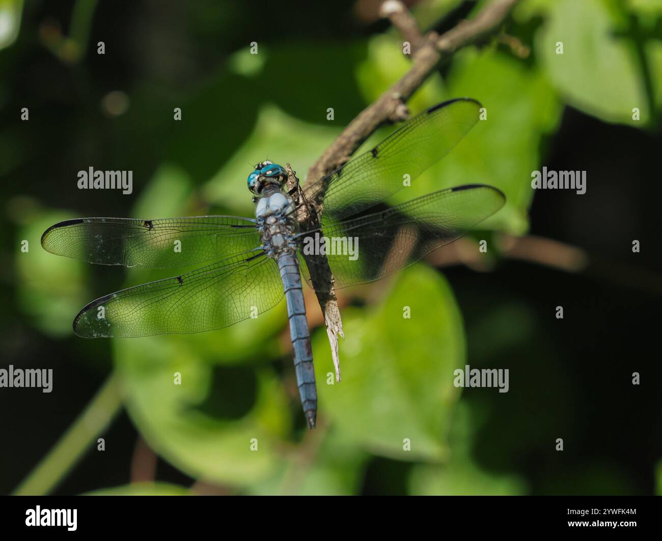 Great Blue Skimmer (Libellula vibrans Stock Photo - Alamy