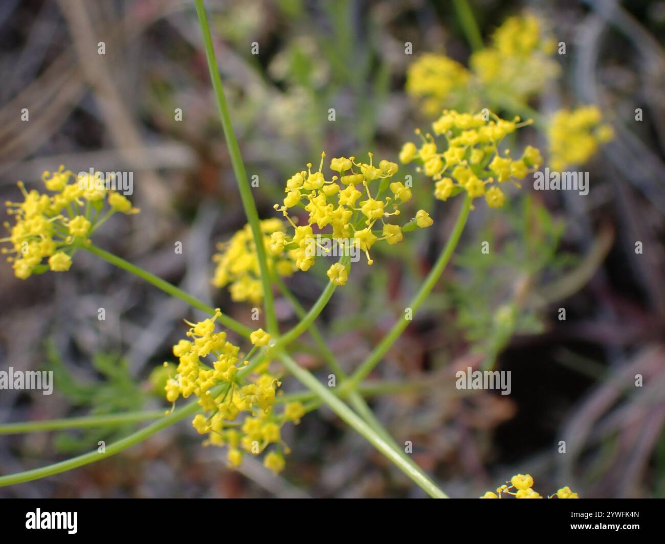 Wyeth Biscuitroot (Lomatium ambiguum Stock Photo - Alamy