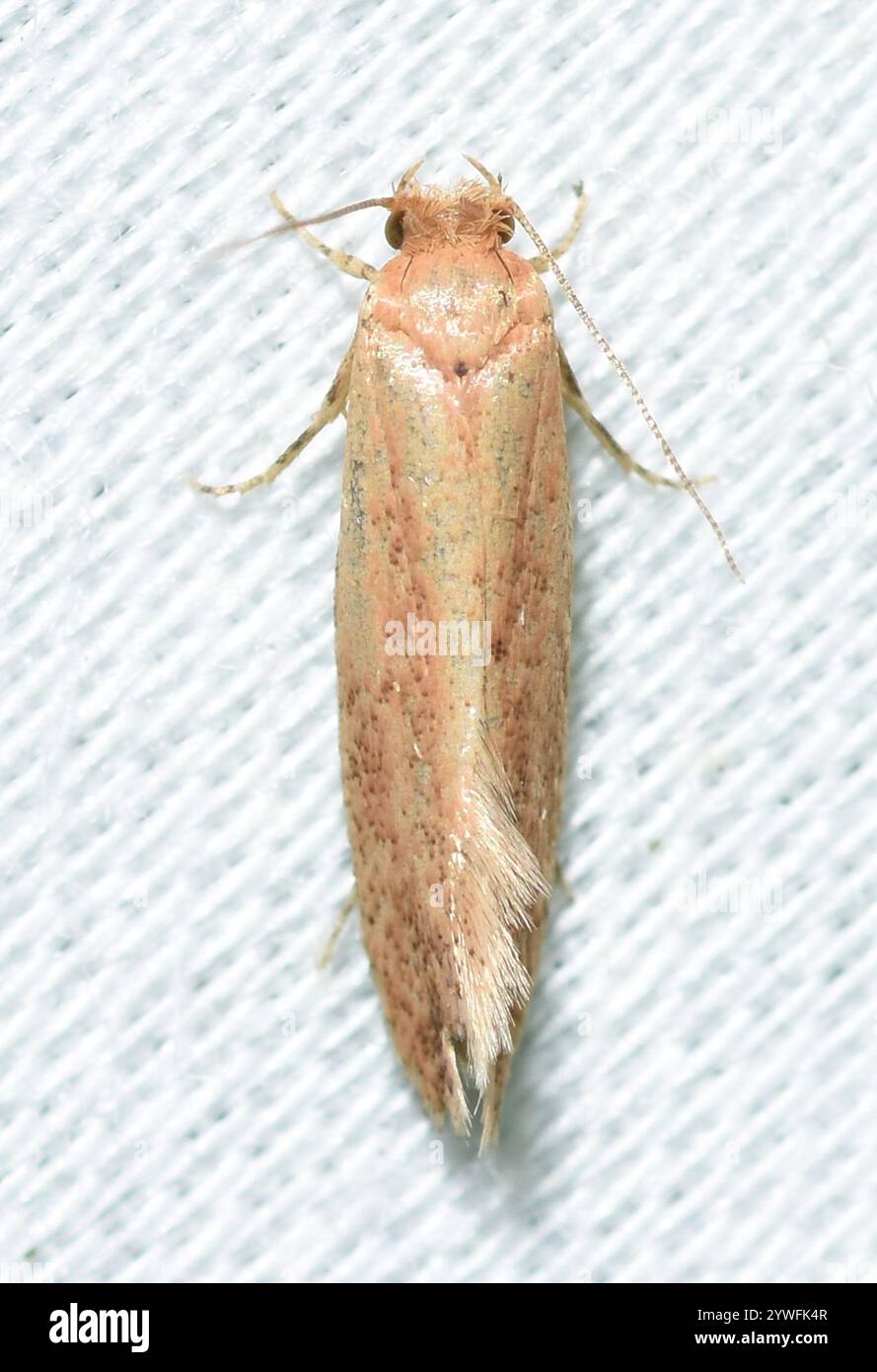 Fungus Moths, Clothes Moths, & Allies (Tineidae Stock Photo - Alamy