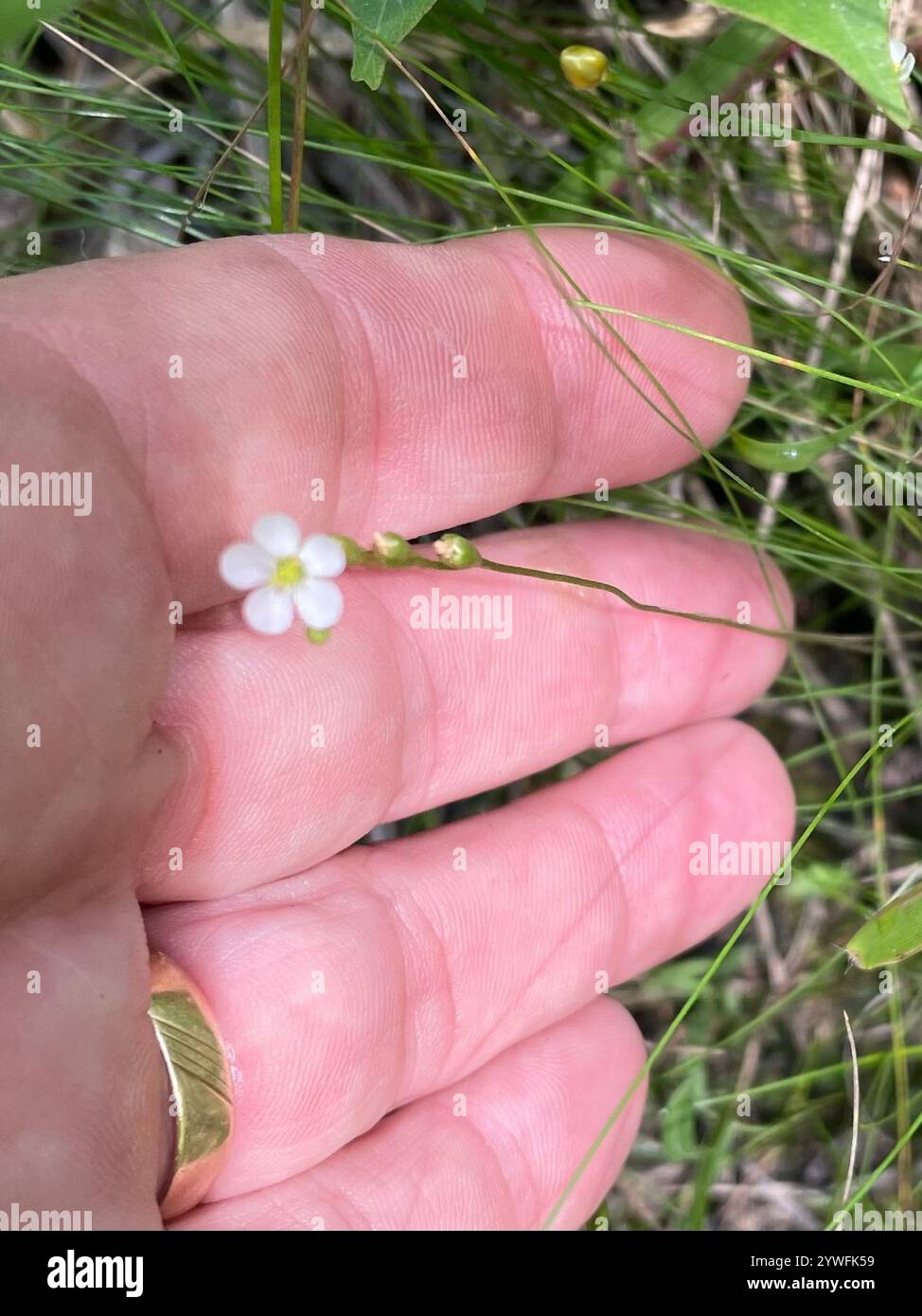 Pink Sundew (Drosera capillaris Stock Photo - Alamy