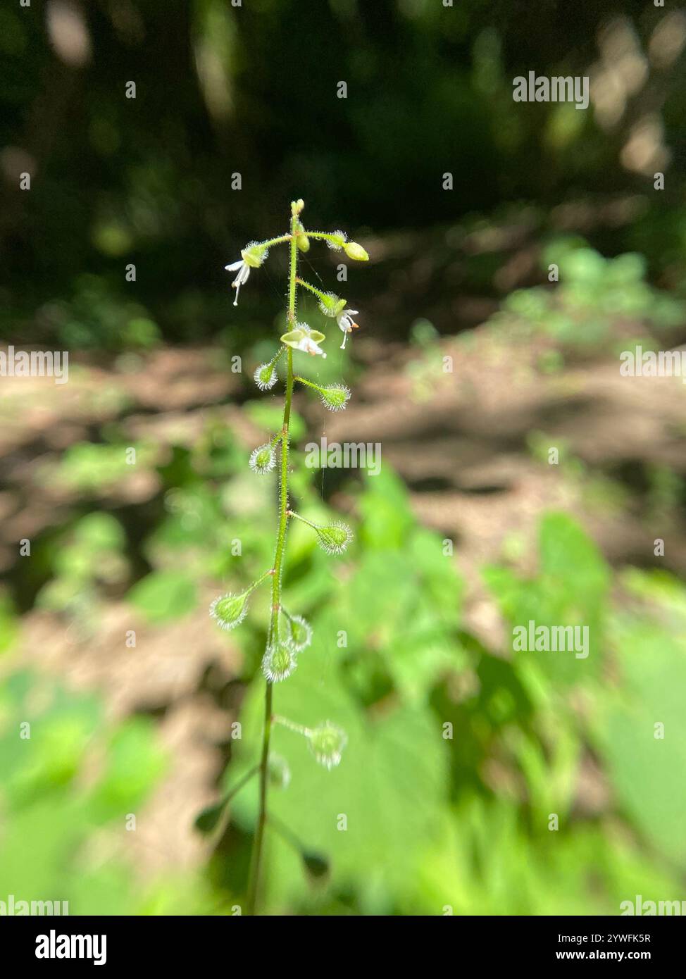 broadleaf enchanter's nightshade (Circaea canadensis Stock Photo - Alamy