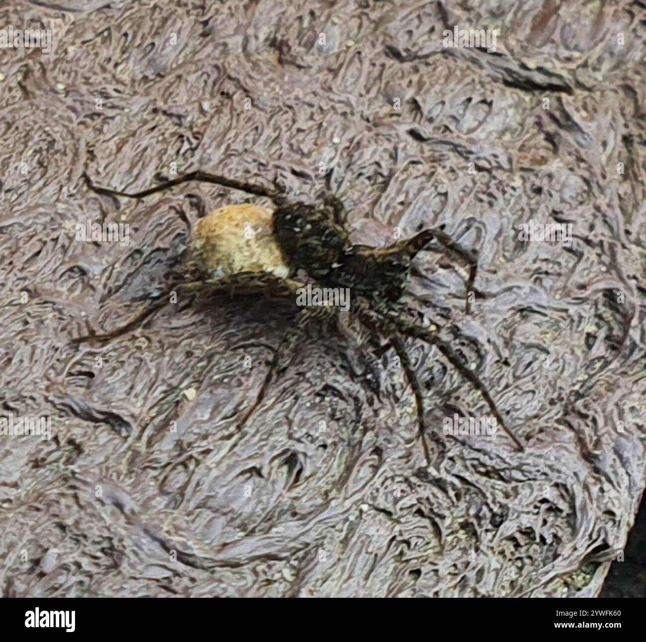 Spotted Wolf Spider (Pardosa amentata Stock Photo - Alamy
