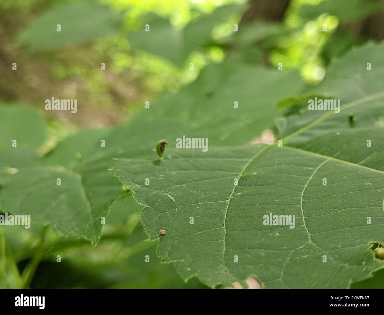 Gall and Rust Mites (Eriophyidae Stock Photo - Alamy