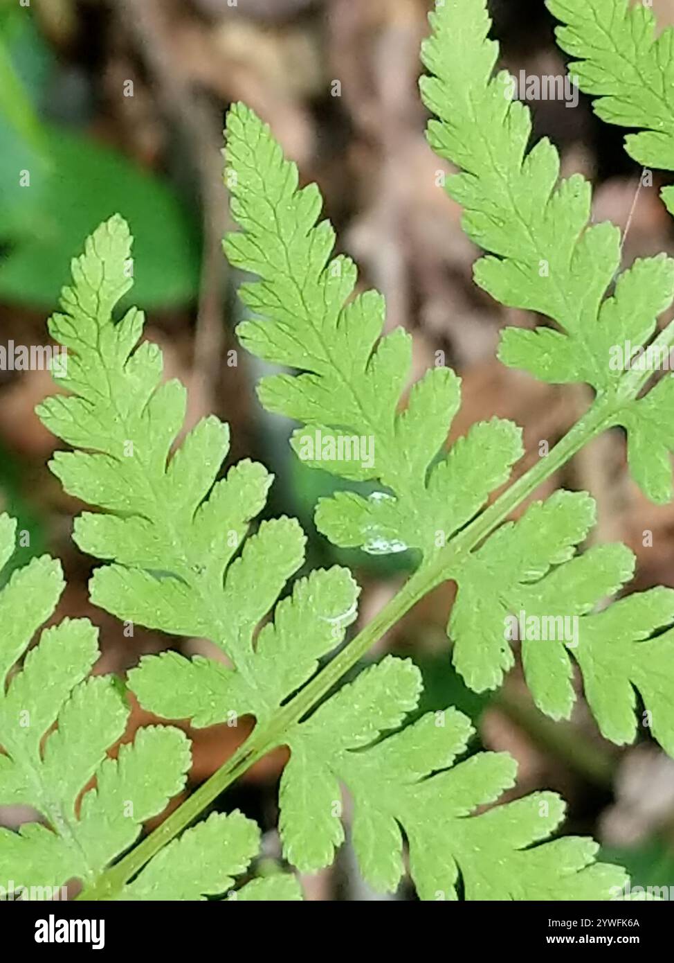 fragile ferns (Cystopteris Stock Photo - Alamy