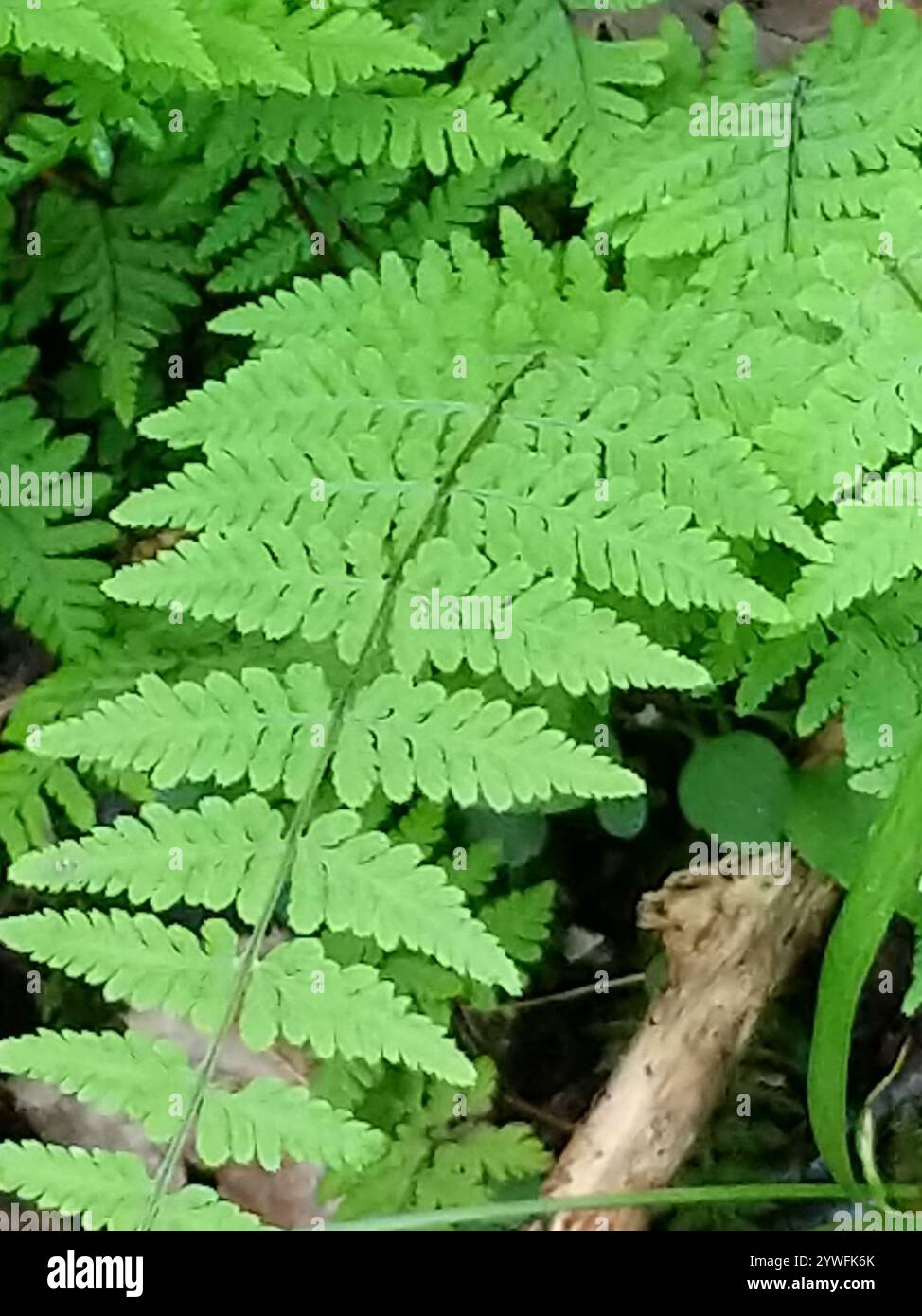 fragile ferns (Cystopteris Stock Photo - Alamy