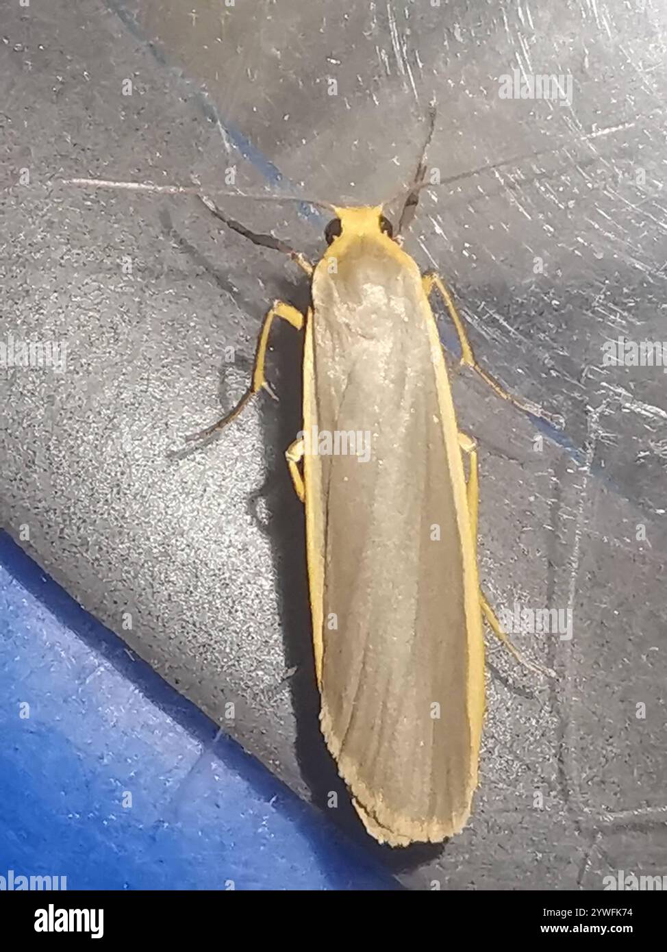 Common Footman (Eilema lurideola Stock Photo - Alamy
