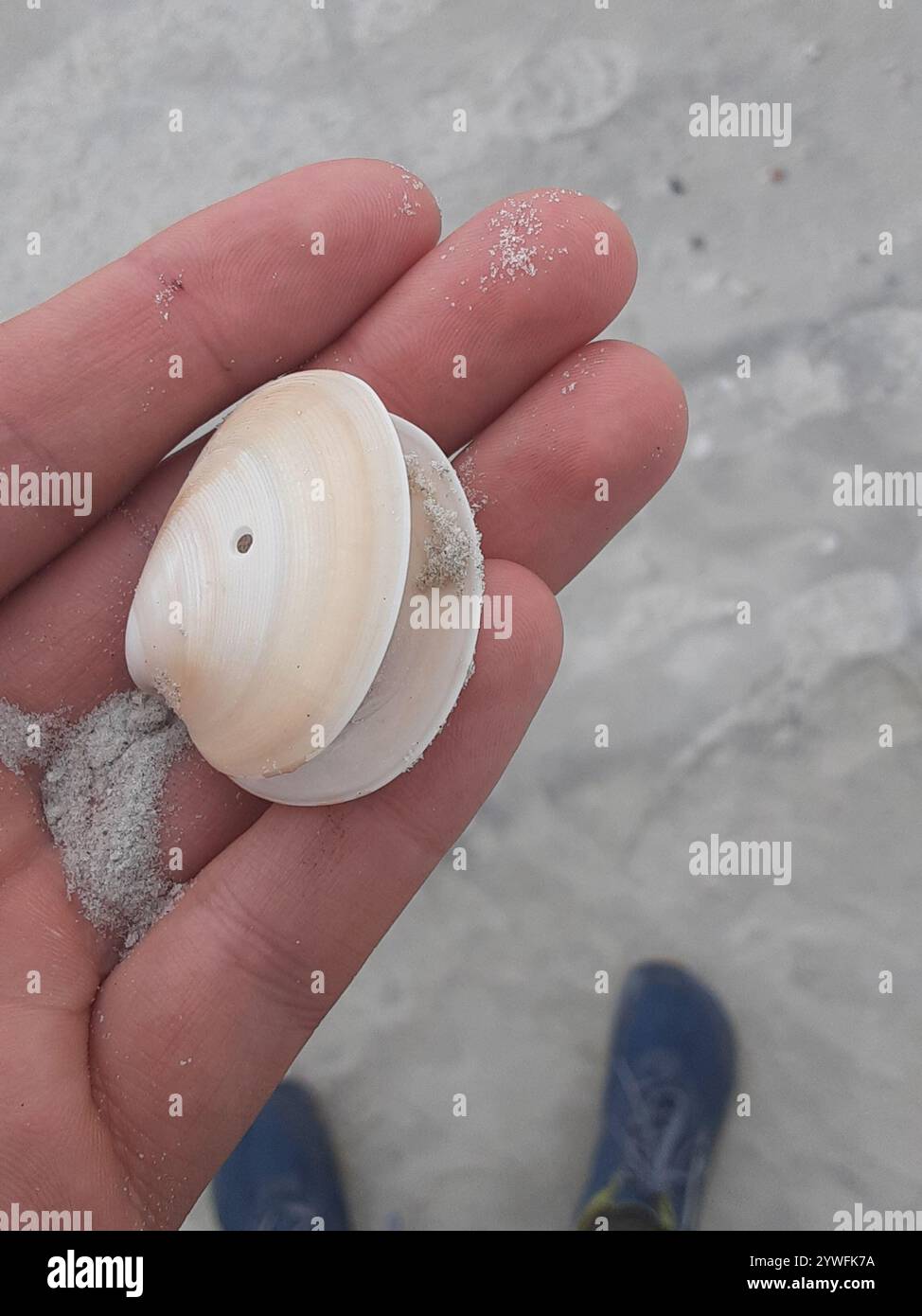 Dosinia hi-res stock photography and images - Alamy