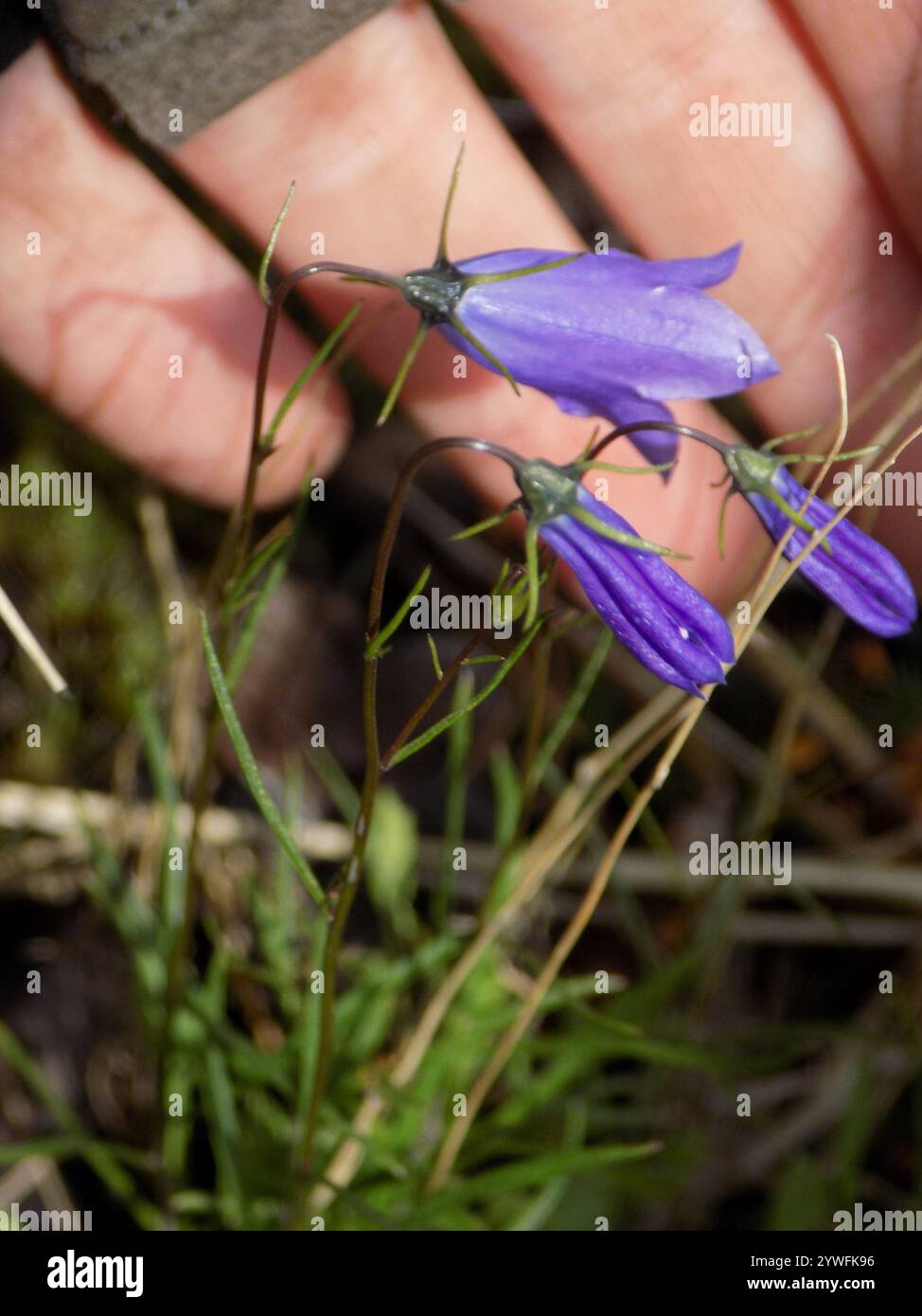 Common Harebell (Campanula rotundifolia Stock Photo - Alamy