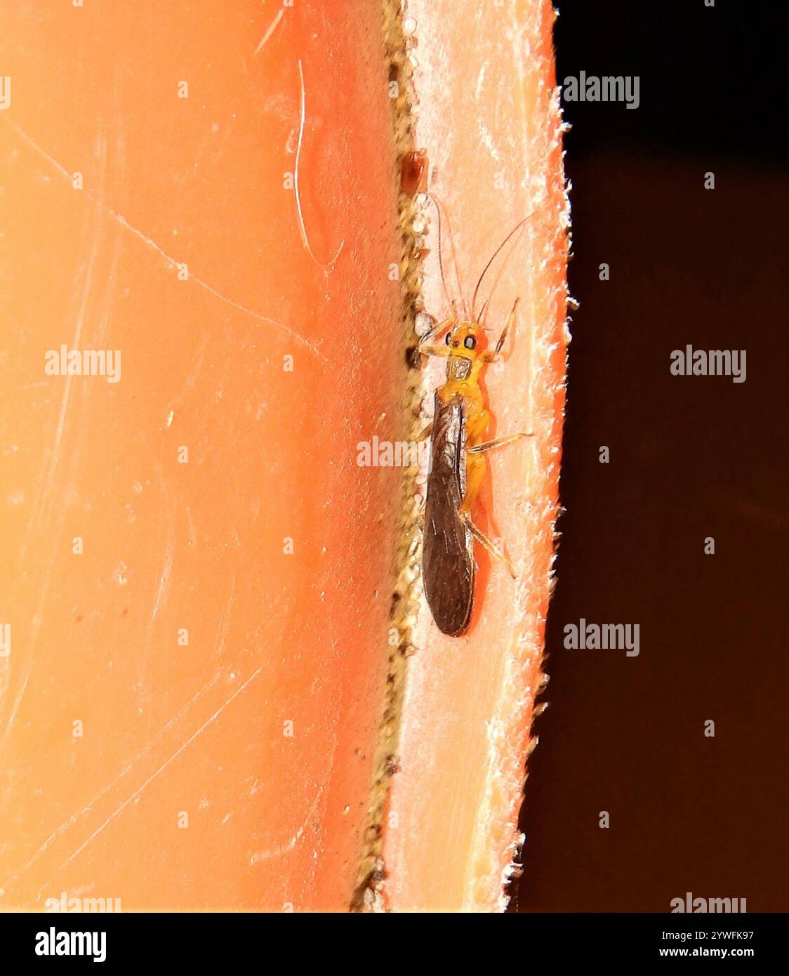 Tropical Stoneflies (Neoperla Stock Photo - Alamy