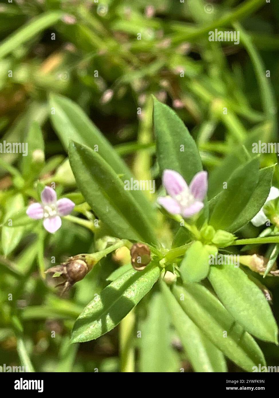 Old World Diamond Flower (Oldenlandia corymbosa Stock Photo - Alamy