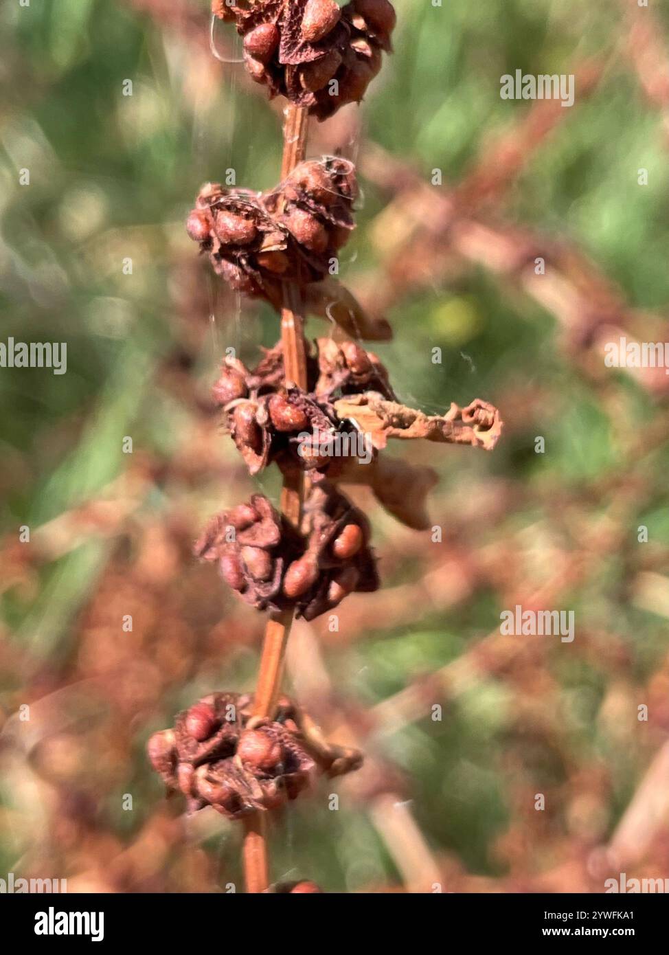 fiddle dock (Rumex pulcher Stock Photo - Alamy